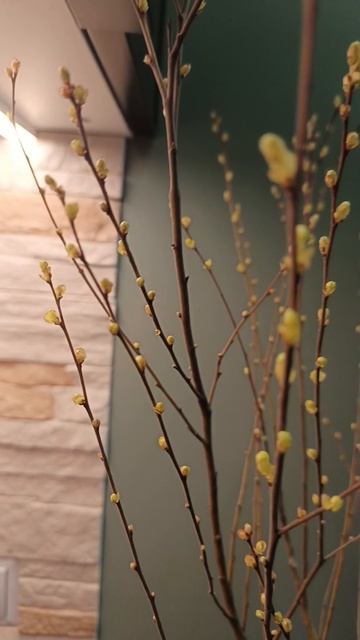 Карликовая берёза " Голден Треже "( Golden Treasure ).