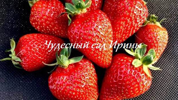 Любимый ремонтантный сорт земляники садовой крупноплодной