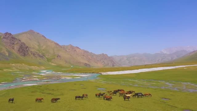 AY YOLA - Homay Необычная Башкирская песня
