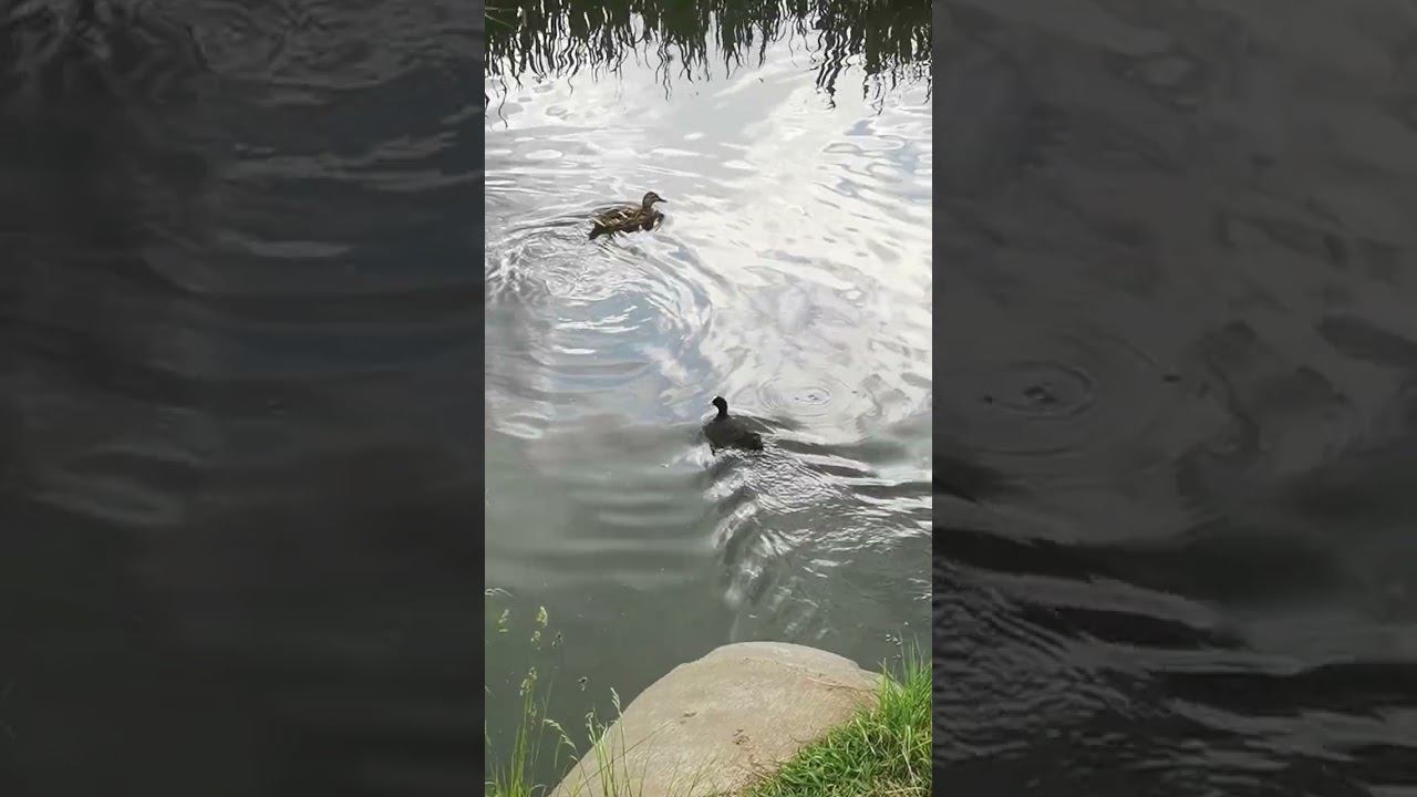 Лысухи в Москве #birds #birdwatching #animals