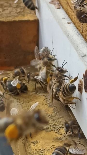 Работа кипит. Один день год кормит #пчёлы #пчелы #пчелытрудяги #пчелытруженицы #пчелыимед #пчелынад