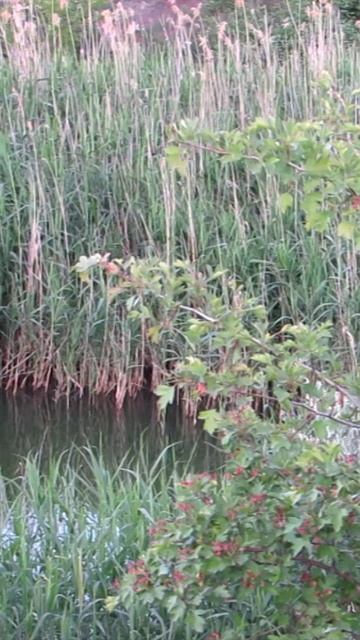 Весенне разноголосье птиц!