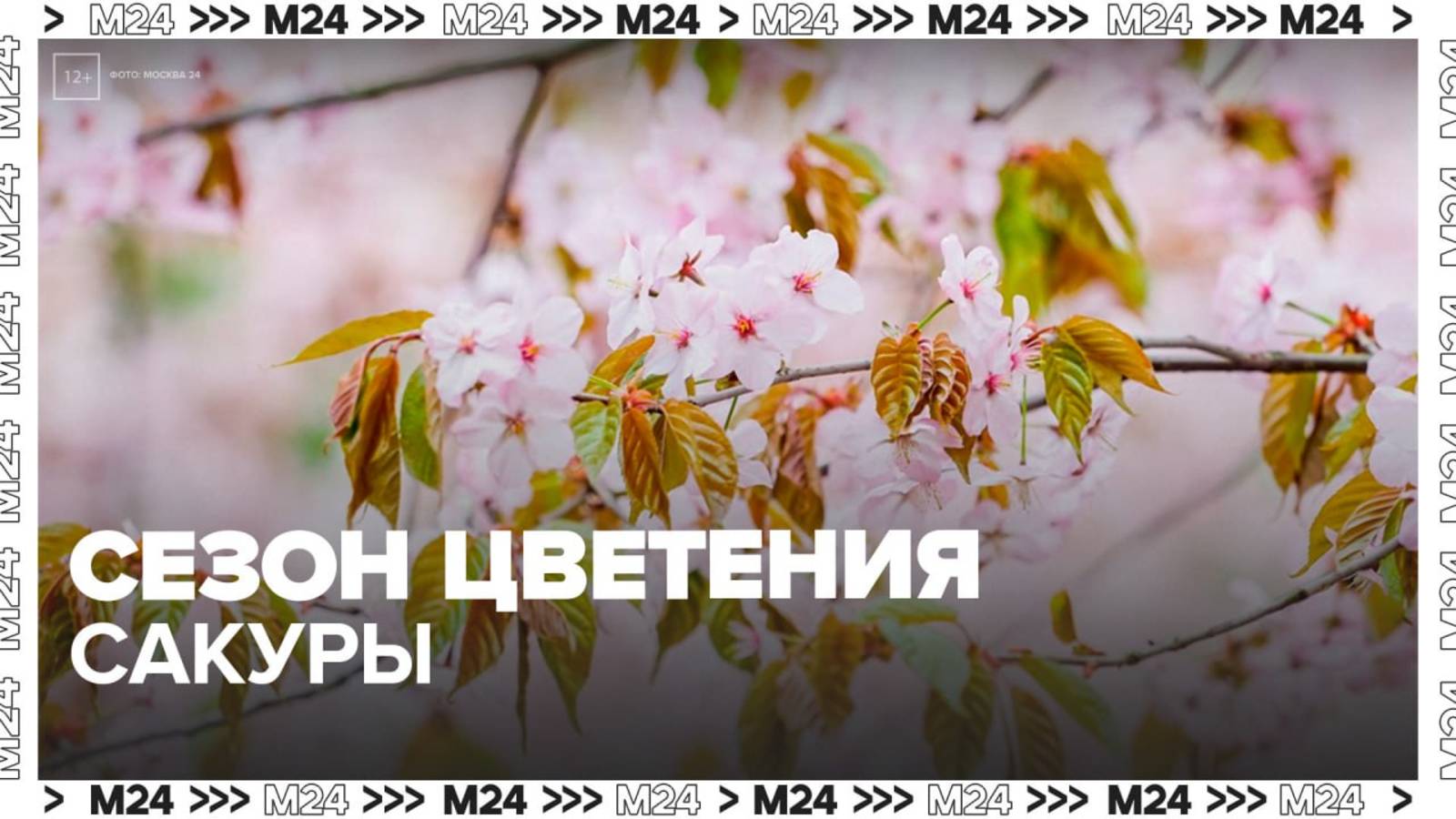 Сезон цветения сакуры стартовал в "Аптекарском огороде" - Москва 24