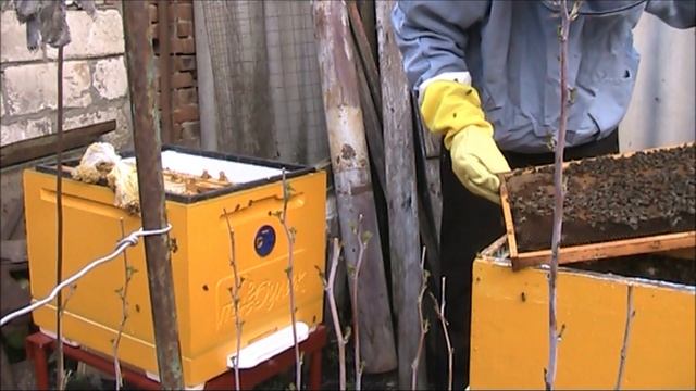 Пересадка пчел в новый улей!!!