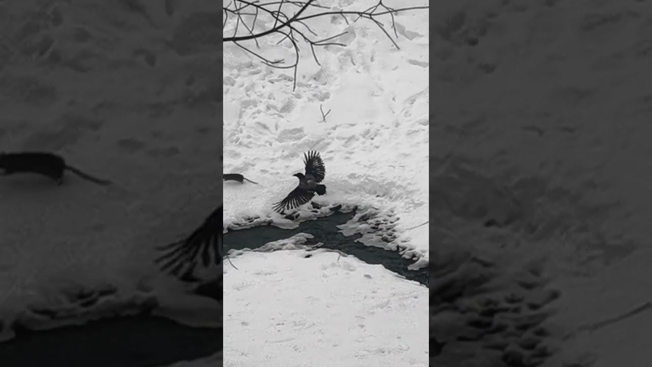 Ворона против крысы ⚔️ #birds #birdwatching #animals