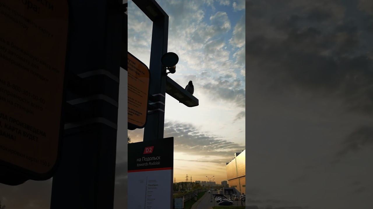 Ворона каркает на станции #животные #птицы #бердвочинг