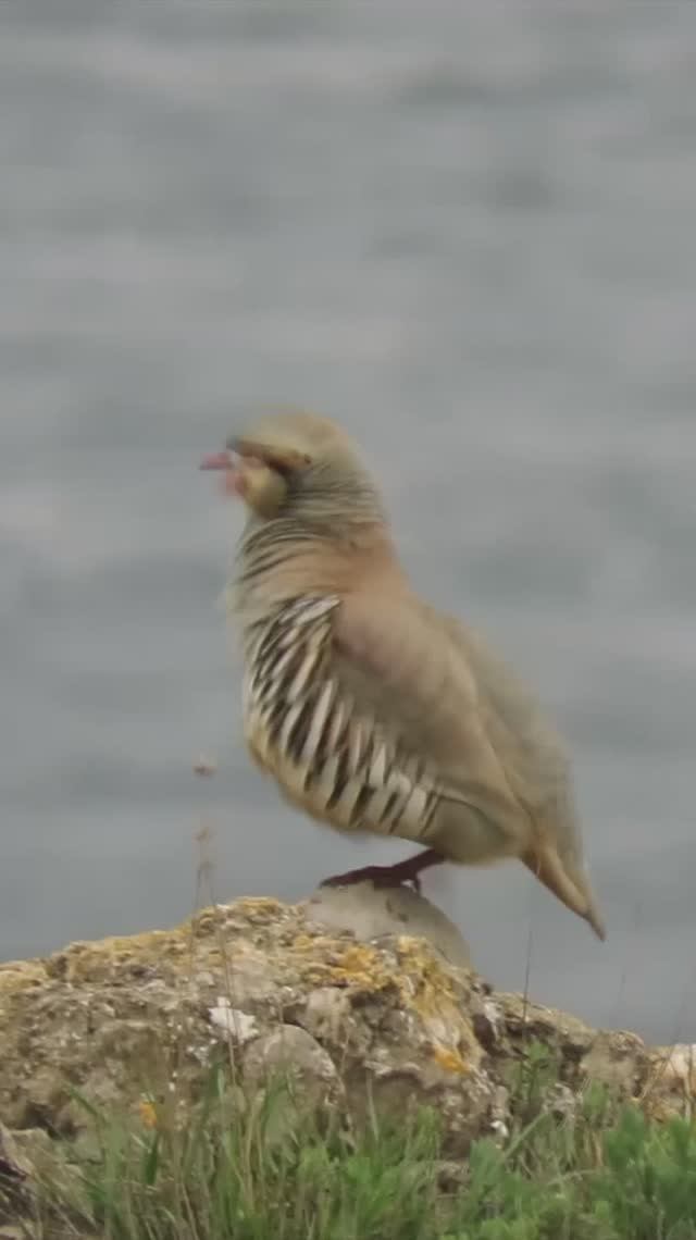 Как полечу! Кеклик.