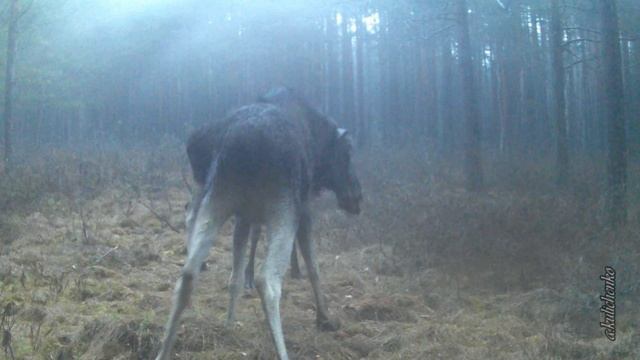 Два лосика в тумане