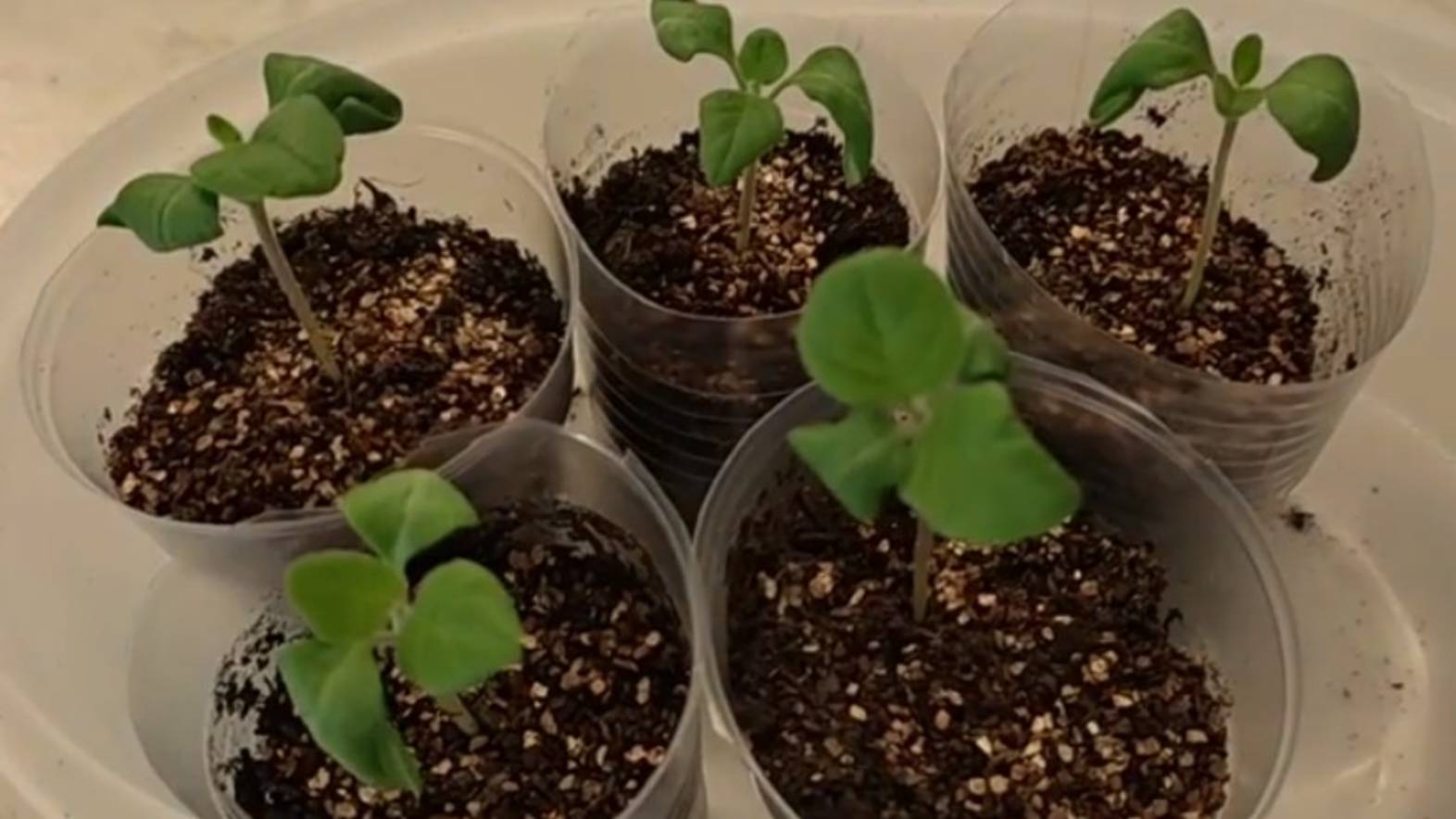 Баклажаны пересажу так, что они не заметят этого момента