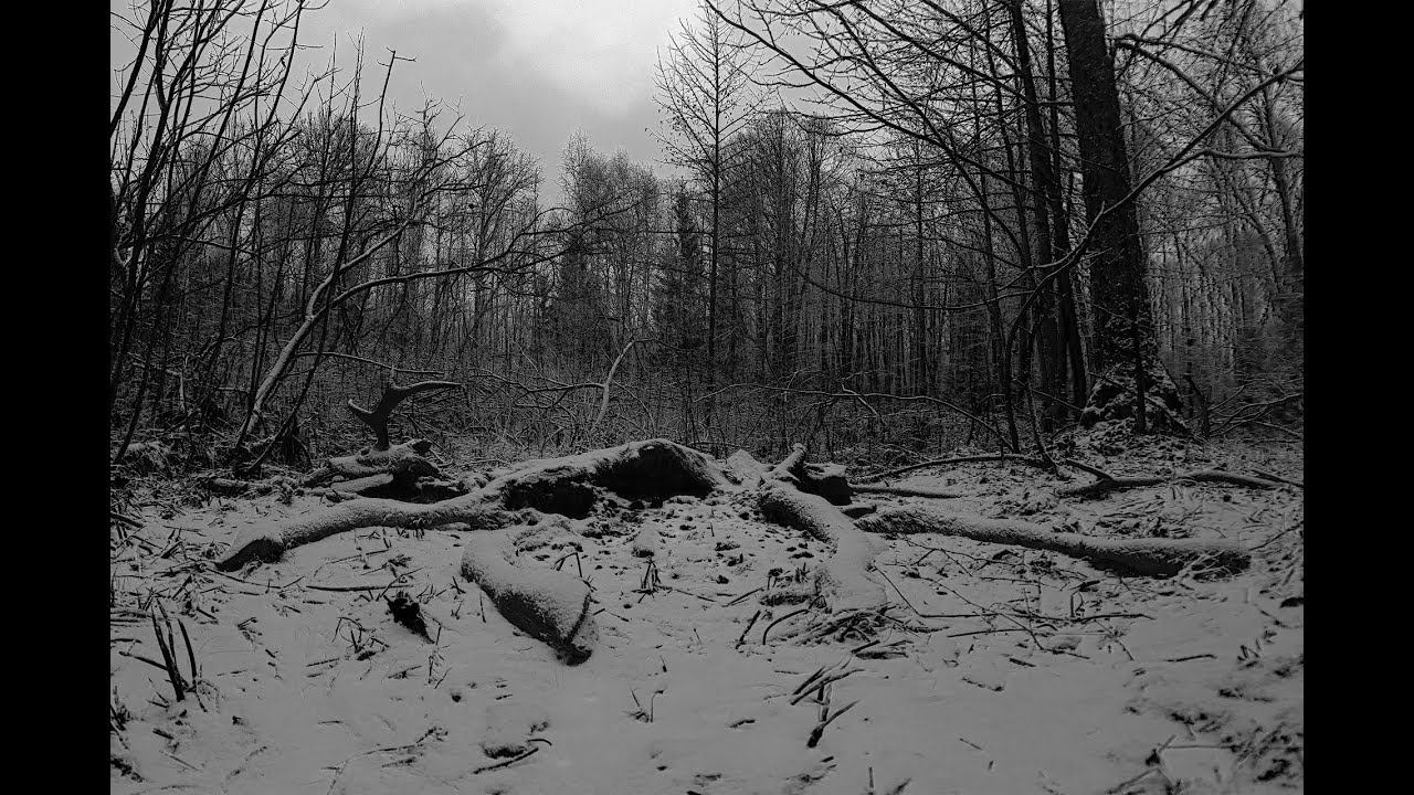 Фотоохота на мертвого лося на болотах, часть II