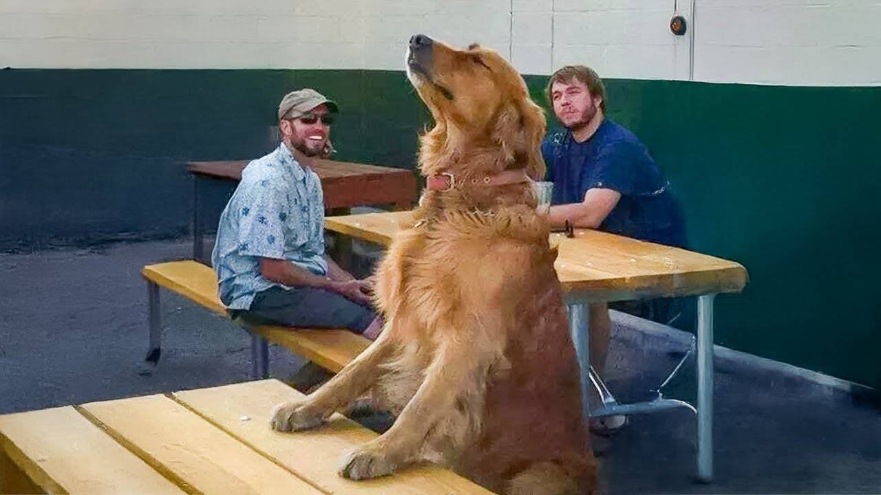 Собаки — такие собаки! 😂🐕