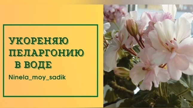 Самый простой  метод укоренения пеларгонии.