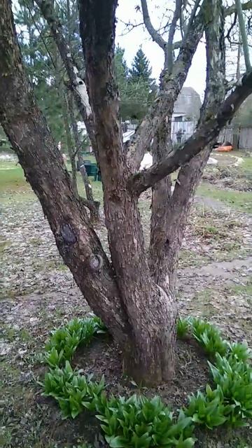 Вариант оформления участка,безвременник под яблоней