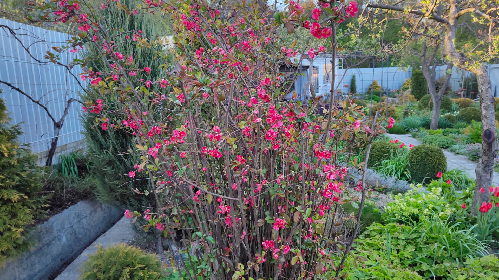 Южный сад 19.04.2025 г. Высадила помидоры, убрала розу Жасмина, зацвёл ифейон и новые нарциссы.