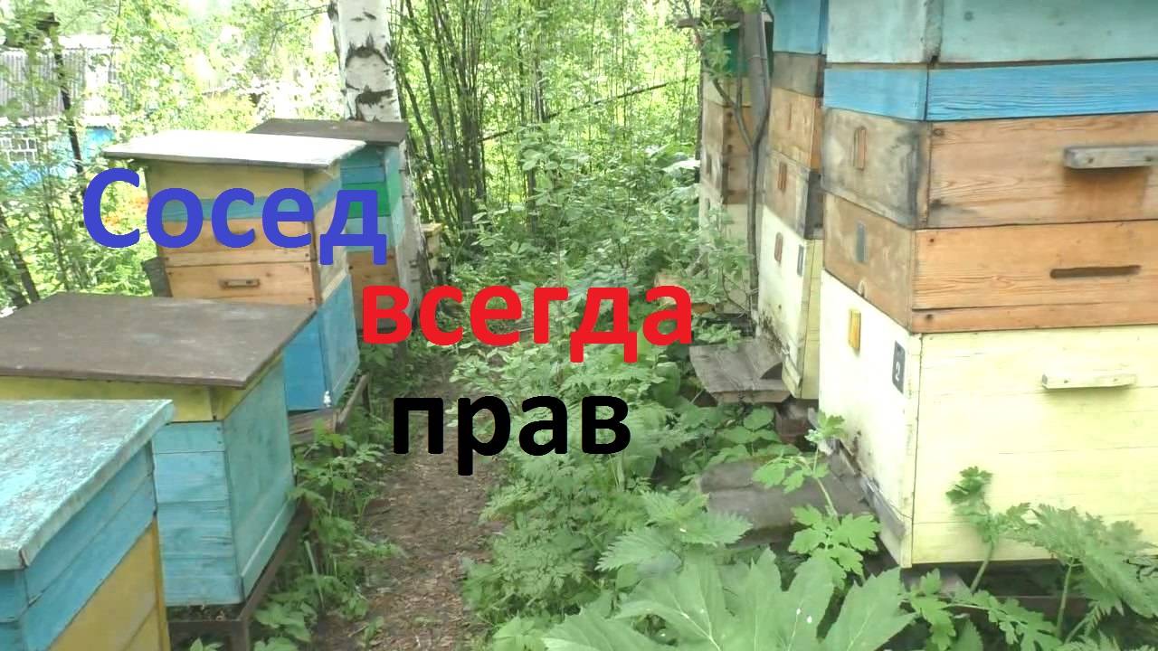 Как пчеловоду сохранить мир с соседями
