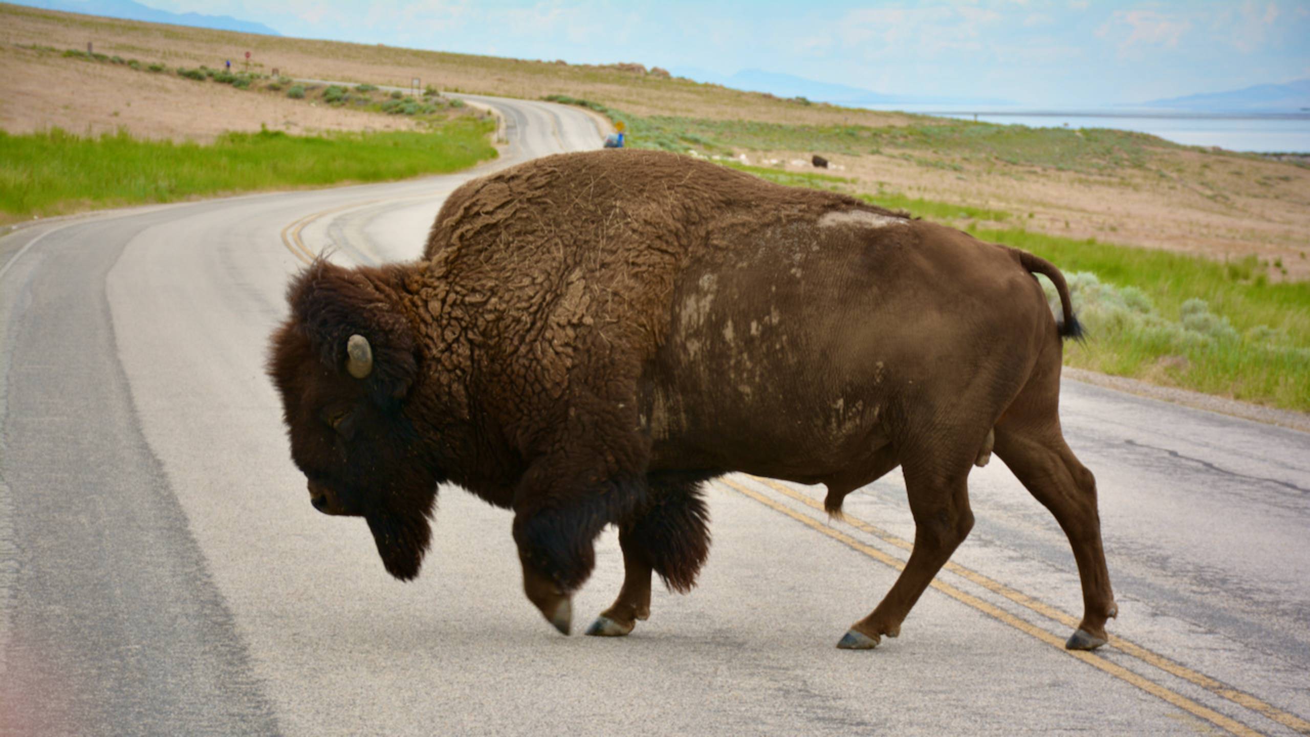 Неожиданная встреча с бизоном