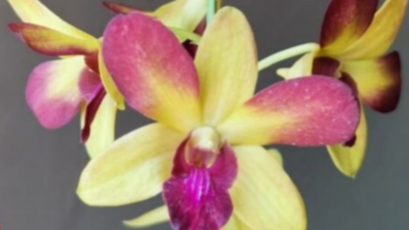 П-8. Ч.3. Посадка дендробиума из 8-ой посылки с кокосового пенька в грунт