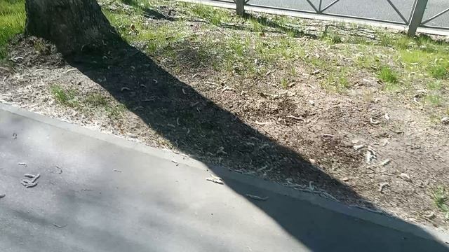 тополиный пух - жара апрель!) что то с песней не сходится)