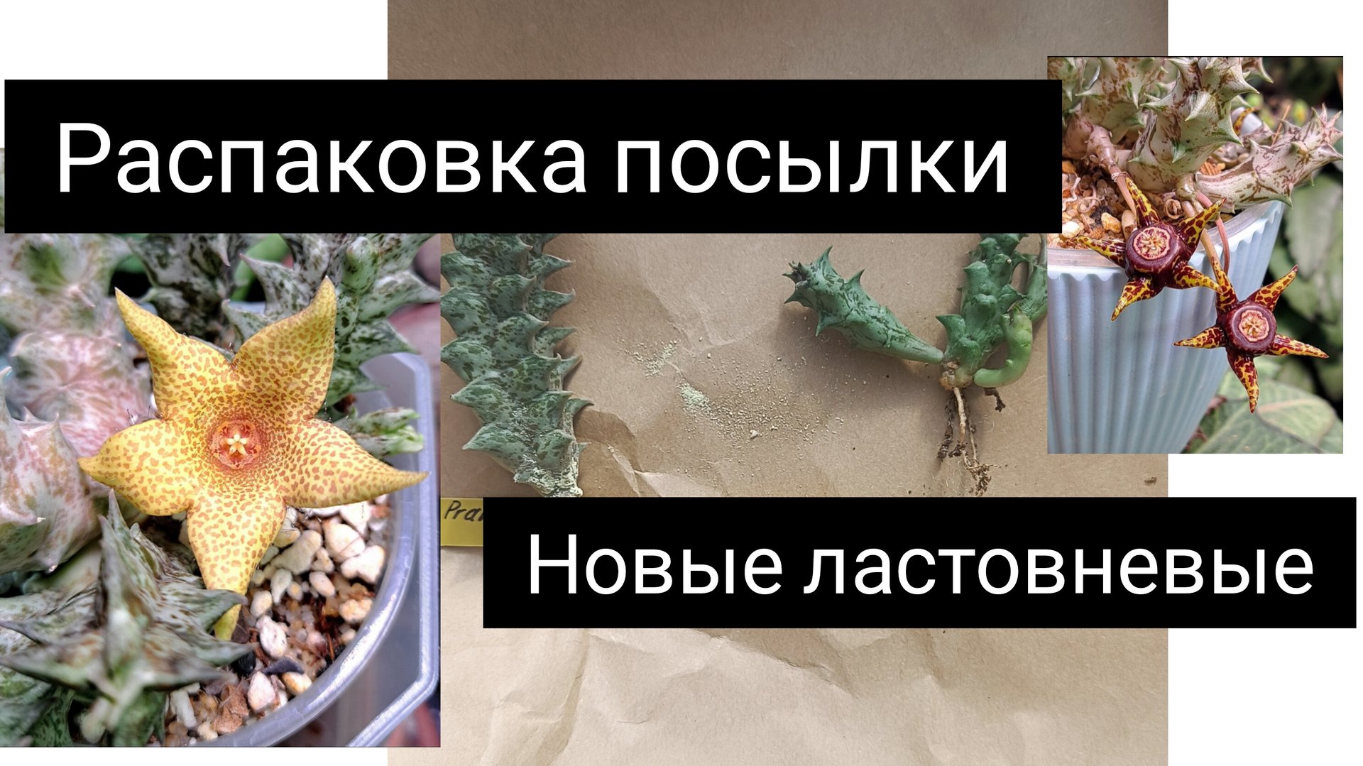 распаковка посылки с ластовневыми