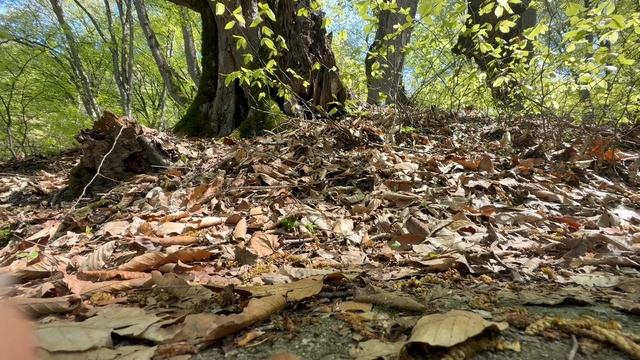 Мир под ногами