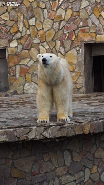 Медведица Хаарчаана приветствует гостей. Ленинградский зоопарк