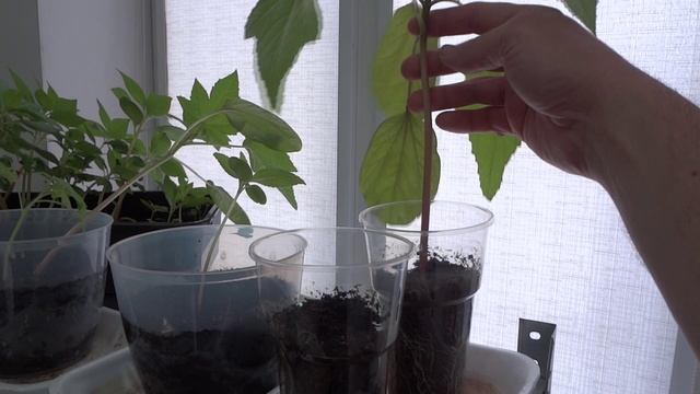 Готовим Гладиолусы Остальная Рассада