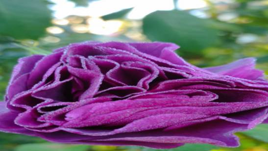 Прищипывание лобулярии,мимулюса, петунии и результат.