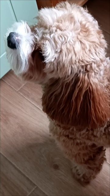 Ароматный краб🦀 привлекает внимание Спарки 🐕🐶