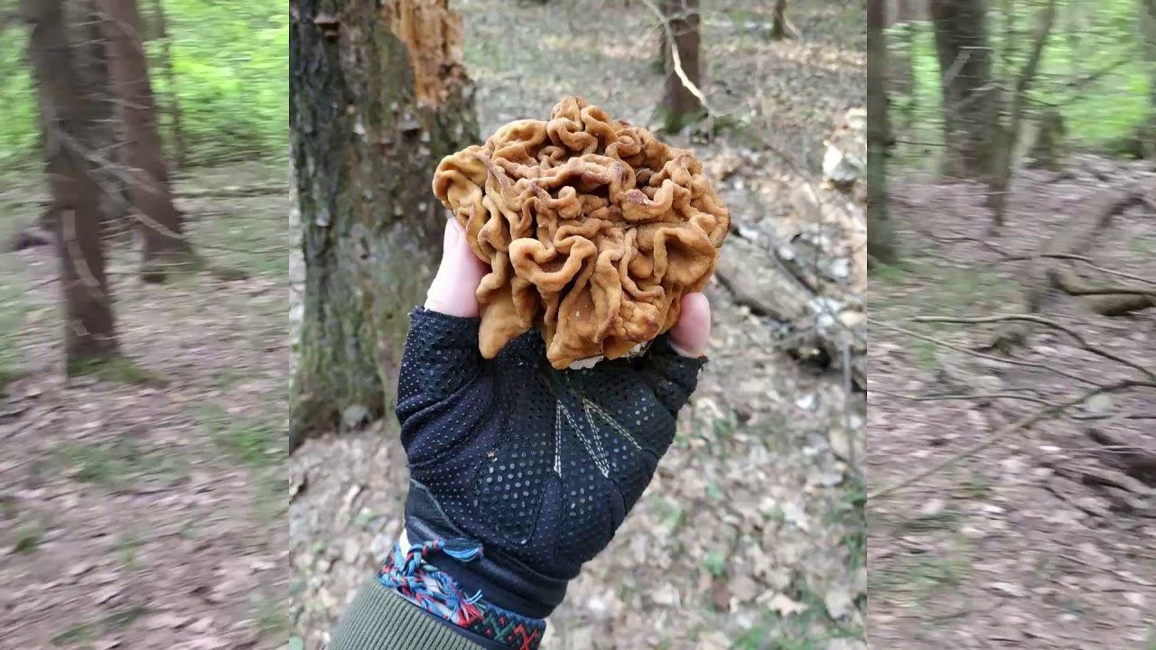 Поиски в лесу, ищем гнездо черного дрозда (поход выходного дня) ЧАСТЬ 1