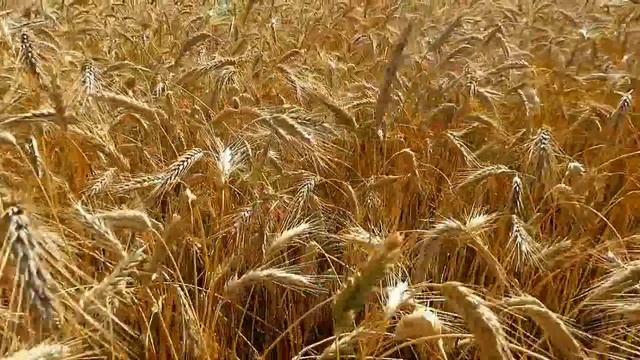 Лето с васильковыми глазами_стихи Веры Бабенко