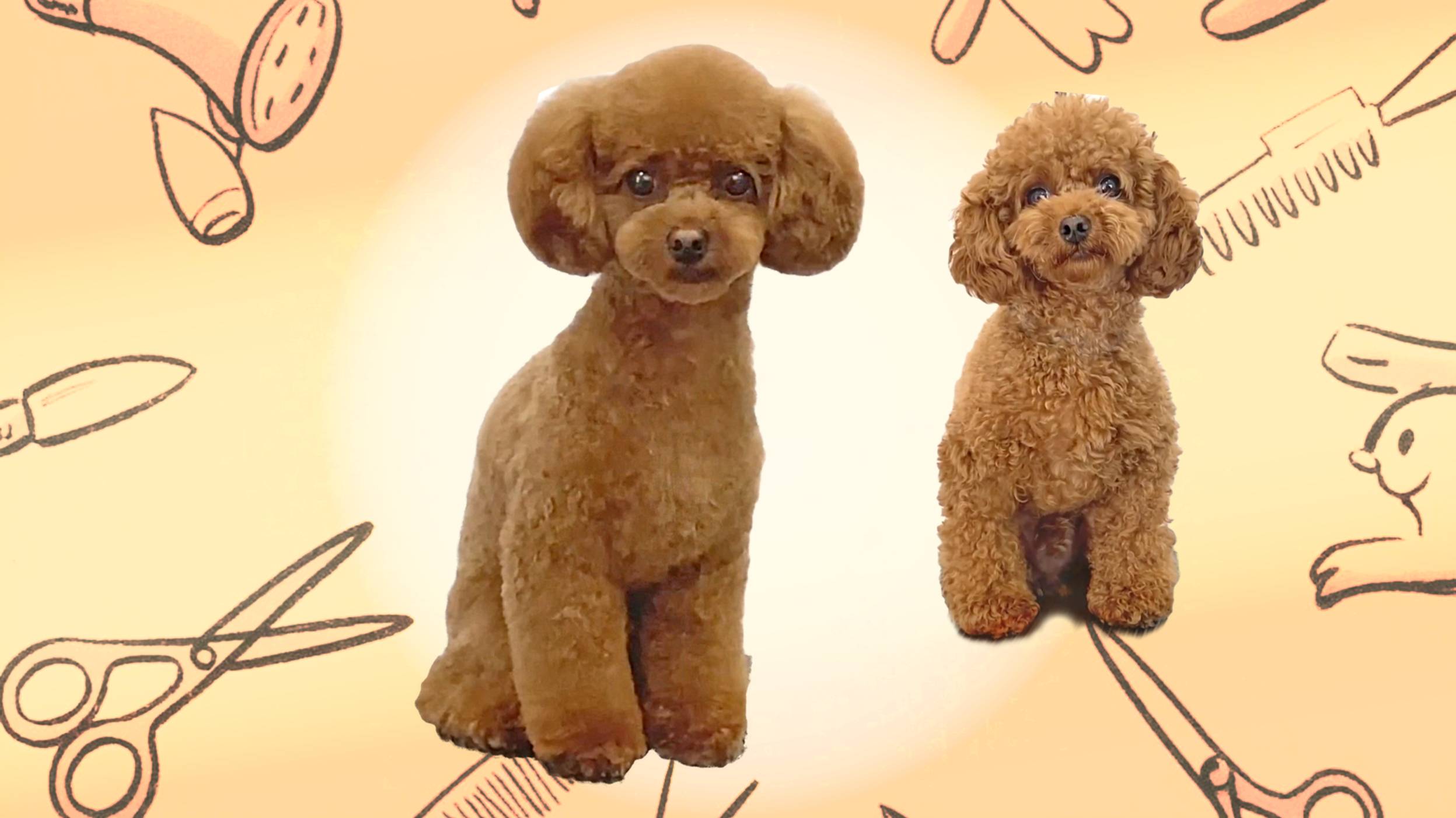 Мастерство груминга: идеальная стрижка для пуделя