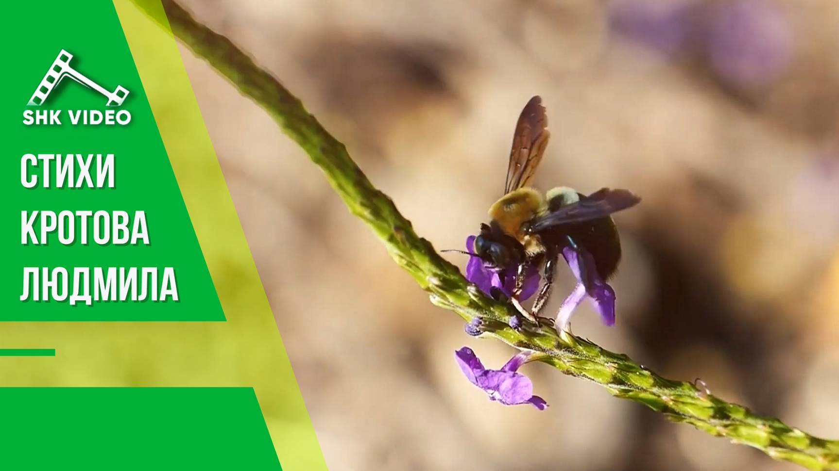 Стихи Людмила Кротова. Счастливым выпал понедельник