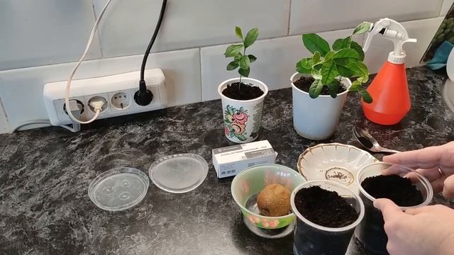 два способа прорастить семена киви