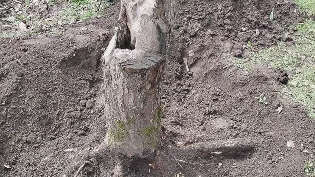 Как удалить пень с участка. Как мы корчевали старую яблоню