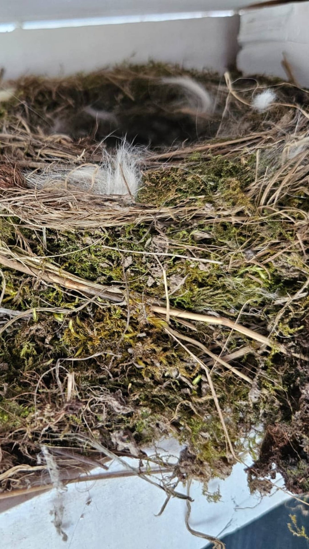 Гнездо в беседке. Будем наблюдать.