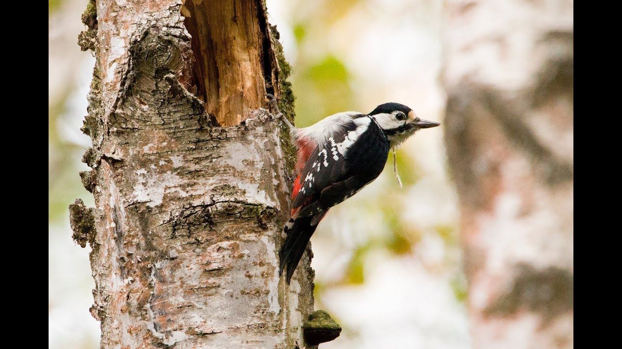 Фотоохота на пестрого дятла