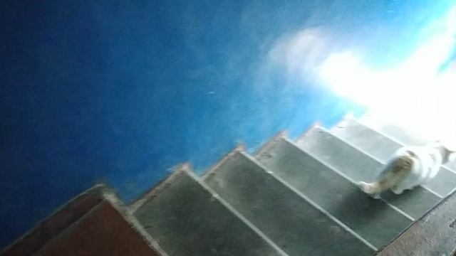 Кошка меня позвала с собой, что она хочет показать?