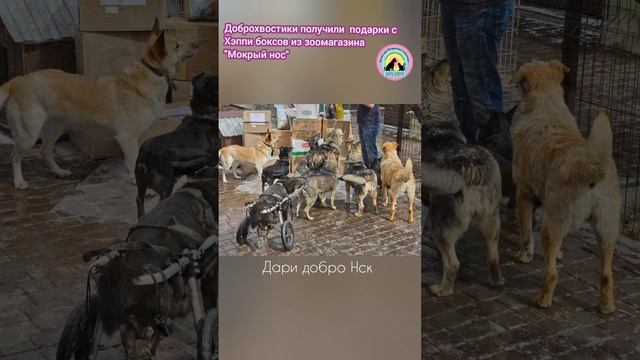👍Доброхвостики из приюта Дари добро Нск сегодня получили подарки из Мокрого носа., спасибо  👍❤️🙂