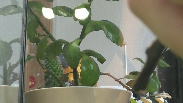 мой чёрно-белый жук усач часть 2