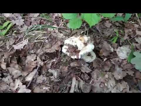 Поиски в лесу. Ищем потерянный подсумок 8 километров