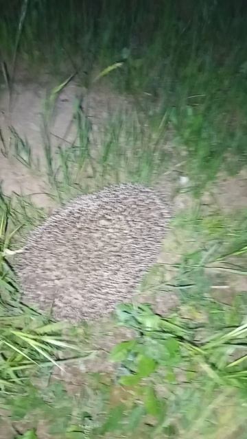 Ёжик бродяга