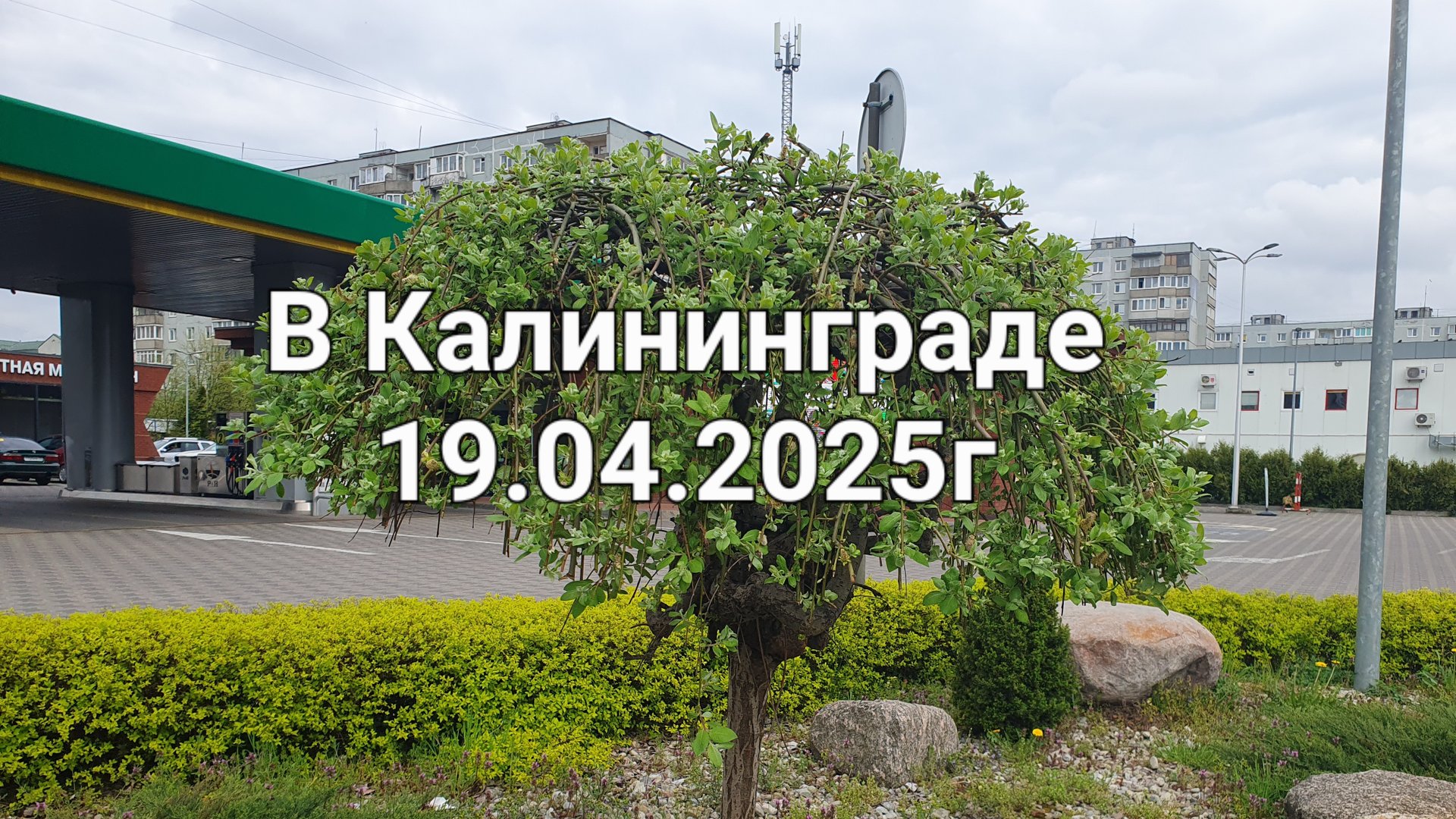 В Калининграде всё зелёненькое.