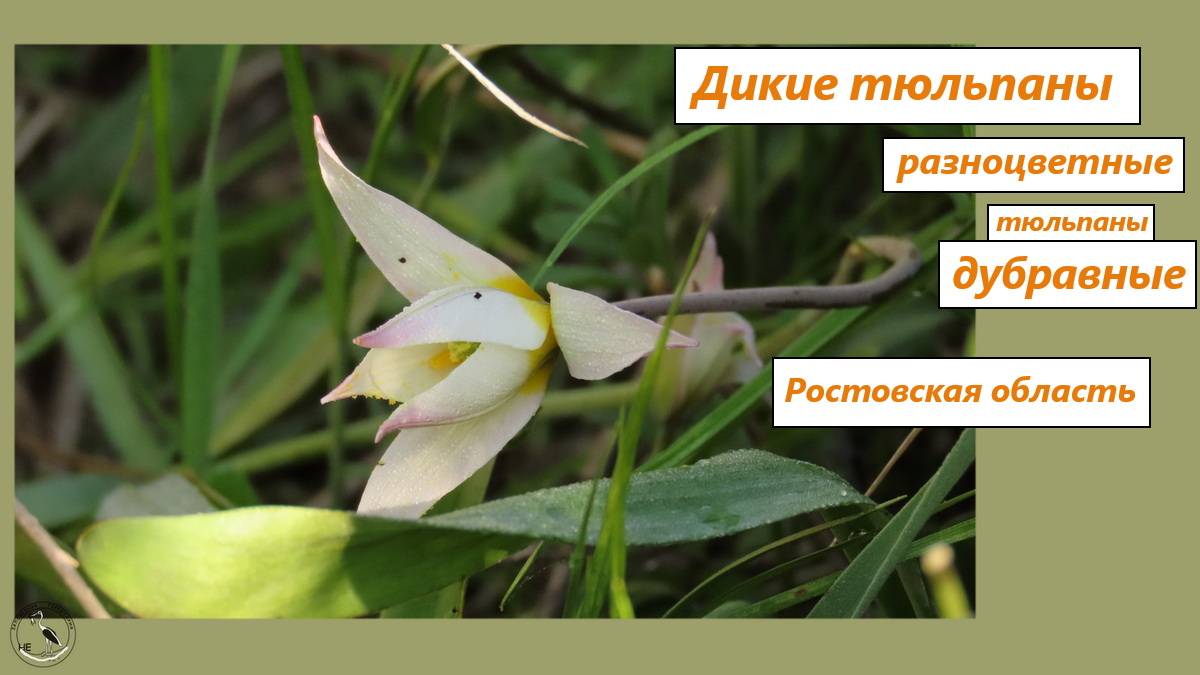 Тюльпаны дубравные разноцветные. Дикие растения. Ростовская область, северо-запад, апрель 2025