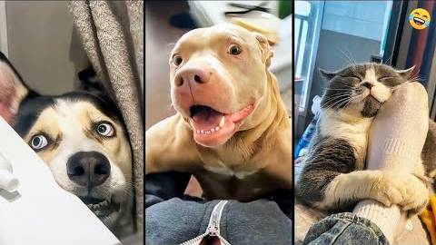 Смешные видео С ЖИВОТНЫМИ 😊 Самые смешные КОШКИ 😺 и СОБАКИ 🐶 2025