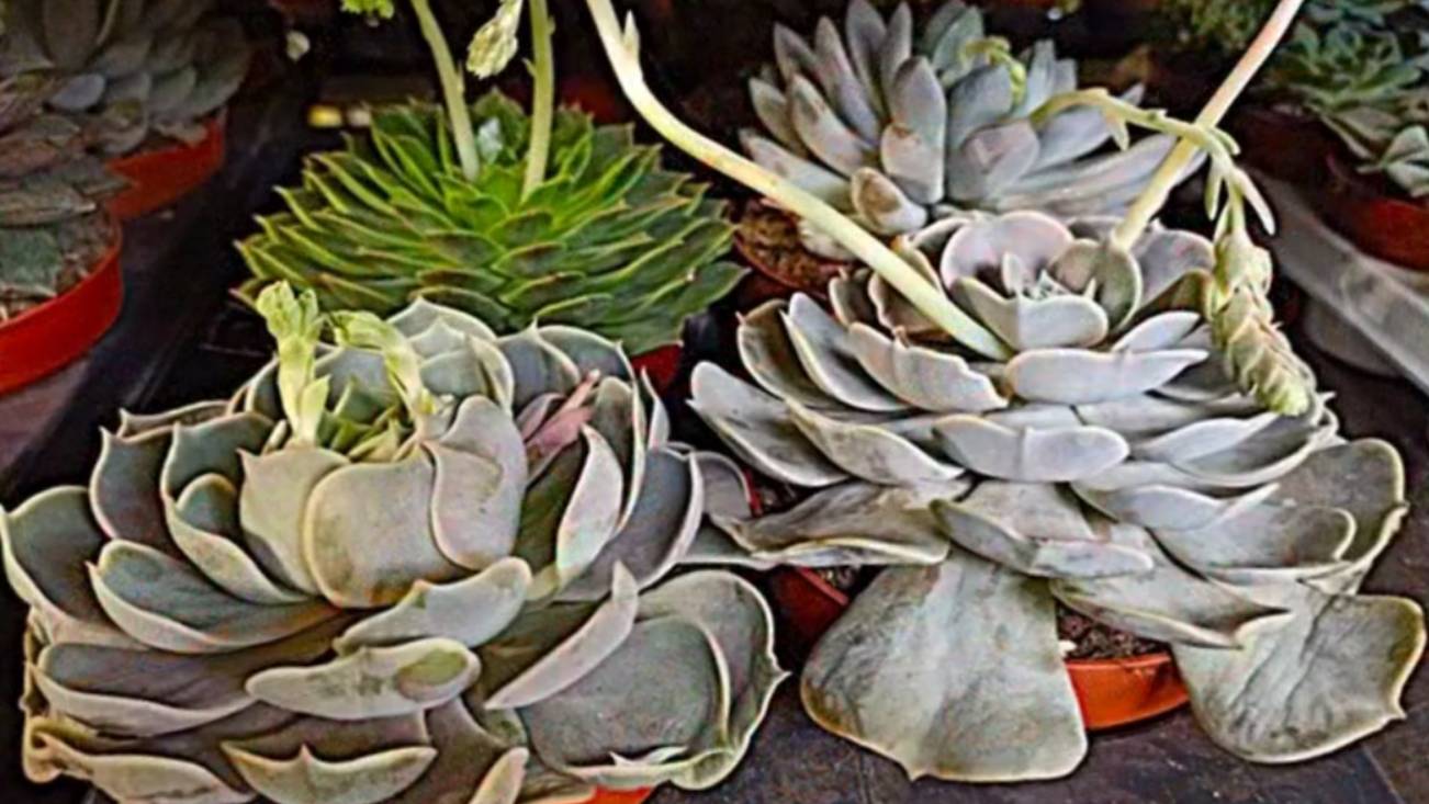 Причудливый мир оригинальных суккулентов