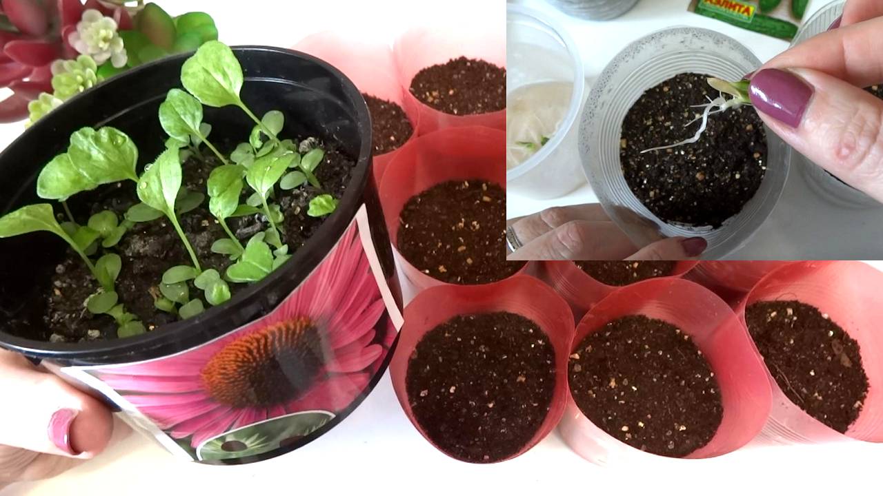 Проросли первые огурчики, посадила в грунт🤗 Распикировала Рудбекию🌸