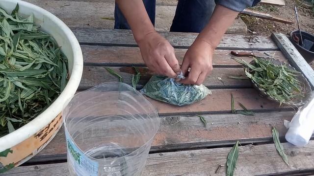 Иван-чай: отбраковка