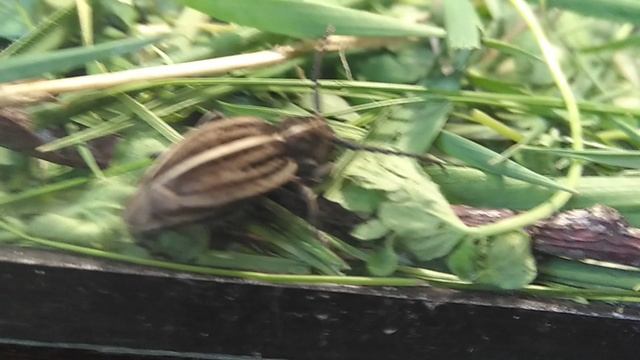 мой чёрно-белый жук усач часть 3 — недоснято