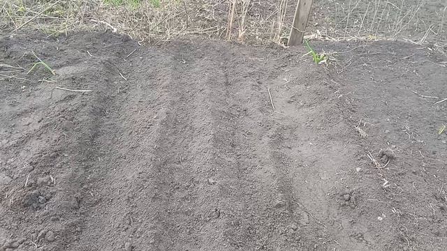 придумала, как спасти капусту