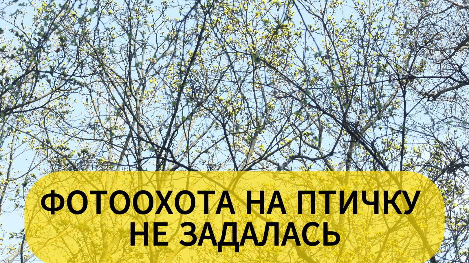 ФОТООХОТА НА ПТИЧКУ НЕ ЗАДАЛАСЬ!
